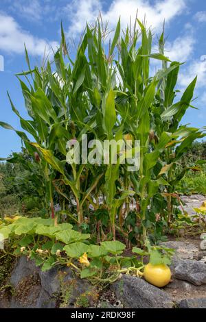 Squash, maize, and beans, the three sisters of Native American ...