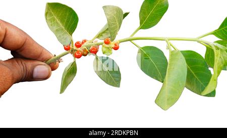 Aswagandha green leaves with green and red fruits over white background ...