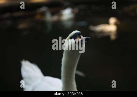 swan posing for the camera, portrait of a swan Stock Photo - Alamy