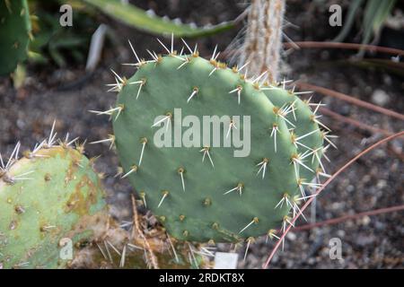 green Phyllocactus with Spikes in the desert Stock Photo - Alamy