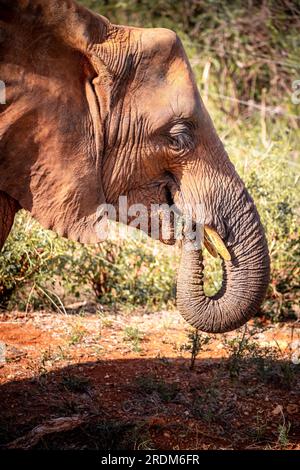 The great mighty red African elephants in Kenya in Tsavo east national ...