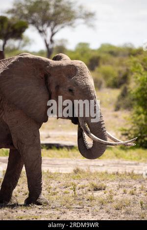 The great mighty red African elephants in Kenya in Tsavo east national ...
