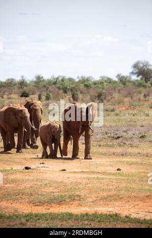 The great mighty red African elephants in Kenya in Tsavo east national ...