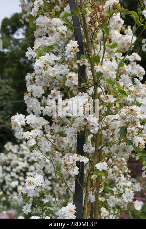 Rose garden with roses rosa Snowdrift and Debutante growing on supports ...