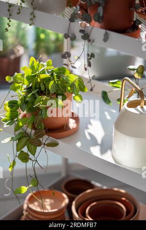 Potted houseplants and watering can on wooden window sill indoors Stock ...