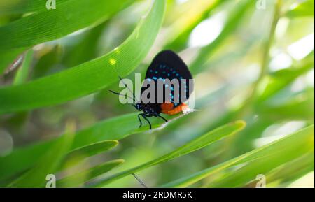 Female Atala butterfly laying eggs on her host plant the coontie palm ...