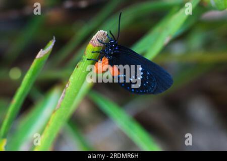 Detailed closeup of rare Atala Butterfly with black, orange, and ...