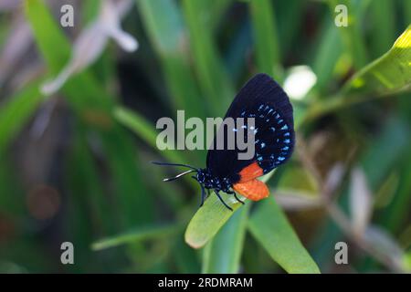 Detailed closeup of rare Atala butterfly with black, orange, and ...