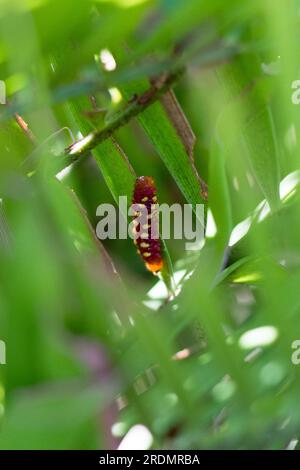 Detailed closeup of Atala butterfly caterpillar Stock Photo - Alamy