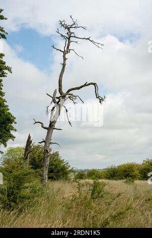 barkless white dead pine tree trunk shines bright against the ...
