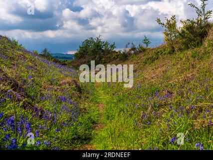 Spring bluebells on the slopes of Old Oswestry hill fort in Shropshire ...