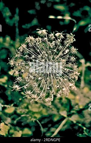 Dry anise umbels (Pimpinella anisum) graphic autumn floral detail ...