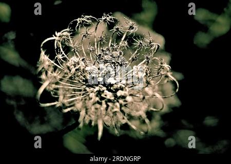 Dry anise umbels (Pimpinella anisum) graphic autumn floral detail ...