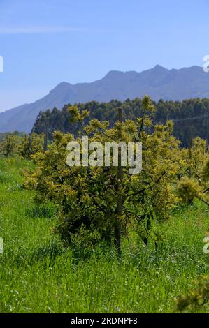 Seasonal blossom of evergreen avocado trees in April on plantations in ...