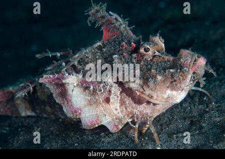 Spiny Devilfish, Inimicus didactylus, walking on sand displaying ...