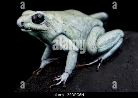 Mint green poison frog (Phyllobates terribilis), Captive raised ...