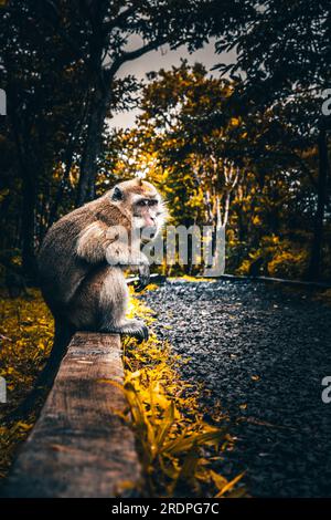 Monkey on Bali who eats bananas on a path. Ubud monkey forest on a path ...