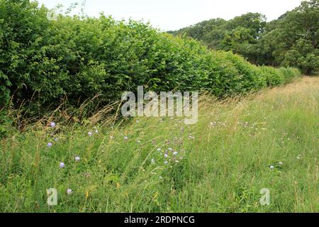 Roadside nature reserve in Lincolnshire Stock Photo - Alamy