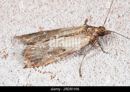 Flour Moth, Pantry Moth sitting on the wall (Ephestia kuehniella Stock ...