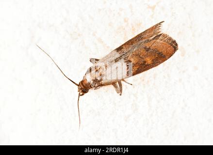 Flour Moth, Pantry Moth sitting on the wall (Ephestia kuehniella Stock ...