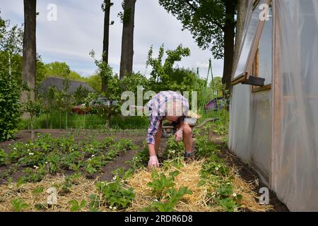 Strawberry plants planted in greenhouse Stock Photo - Alamy