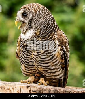 Chaco owl (strix chacoensis) perched on a tree stump by a holly bush ...
