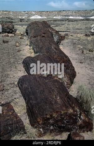 Petrified Forest, AZ 86028-2217. U.S.A. TRIASSIC TREASURE Petrified ...