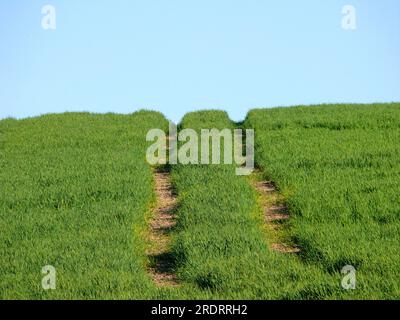 Field path, wagon tracks, tractor track Stock Photo - Alamy