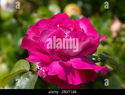 Rosa Baronne A de Rothschild Stock Photo - Alamy