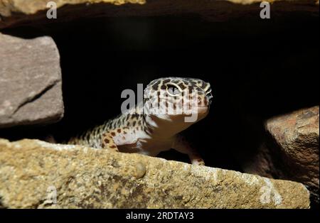 Leopard gecko (Eublepharis macularius), adult, portrait, looks out of ...