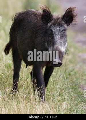 Wild boar (Sus scrofa) walking through a grain field in summer light ...