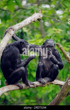 Bonobos, Pygmy Chimpanzee (Pan paniscus Stock Photo - Alamy