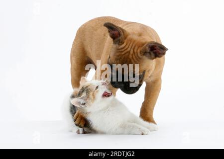 French bulldog, puppy, and domestic cat, kitten Stock Photo - Alamy