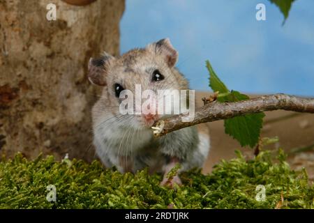 Chinese Hamster (Cricetulus griseus) on sand Stock Photo - Alamy