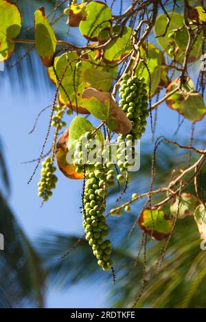 Sea baybaygrape (Coccoloba uvifera) Sea baybaygrape, Sea Grape Stock ...
