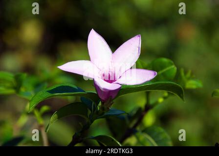 Rubber Vine (Cryptostegia grandiflora Stock Photo - Alamy