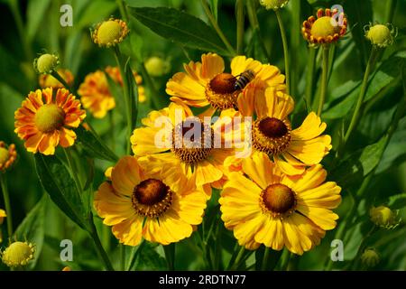 Sun Bride 'Sun Wonder' (Helenium hybrid Stock Photo - Alamy