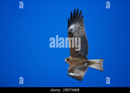 Siberian Black Kite, Hokkaido (Milvus lineatus), kite, releasable ...