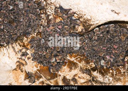 Lesser Mouse-eared Bats and Long-Fingered Bats (Myotis capaccinii ...