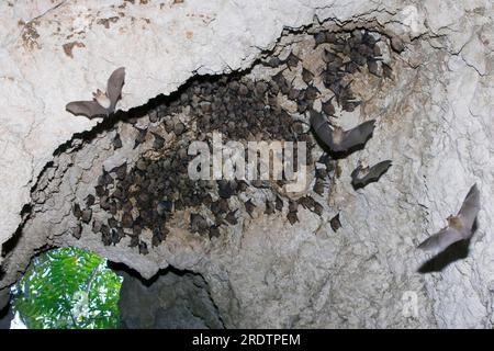 Mediterranean Horseshoe Bats (Rhinolophus euryale), Bulgaria Stock ...