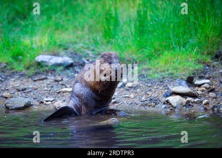 European beaver Castor fiber, adult swimming, Woodland Valley Farm ...