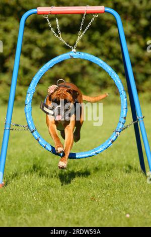 German Boxer, Agility, jumps through hoops Stock Photo - Alamy