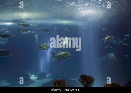 Sea aquarium xareu-macoa and other fishes passing by Stock Photo - Alamy