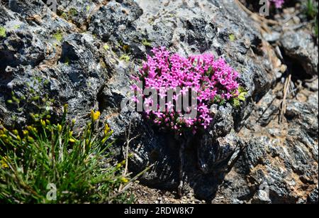 There are endemic plant species in Kaz Mountains in Balikesir, Turkey ...