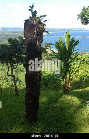 Tree Fern Sculptures, Vanuatu Sky Bridge, Devil's Point Rd, Port Vila ...