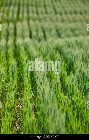 Neat rows of lush green crops in farmland from an aerial view showcase ...