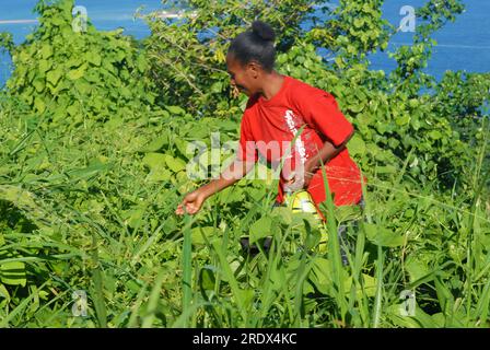 Lady collecting Chayote (Choko) vegetable, Vanuatu Sky Bridge, Devil's ...