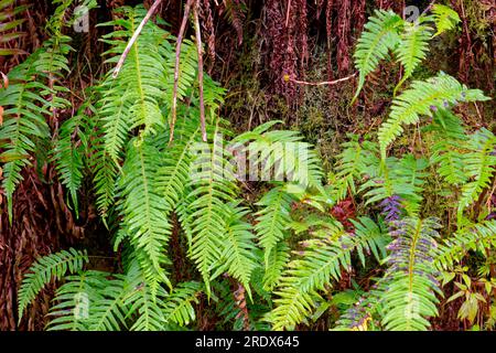 KETCHIKAN, ALASKA - May 5, 2023: Ketchikan is the southeasternmost city ...