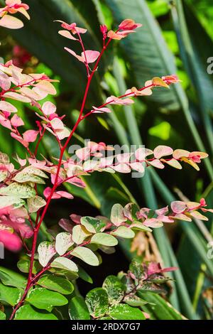 Breynia disticha Snowbush plant with hot pink stems leading to colorful ...