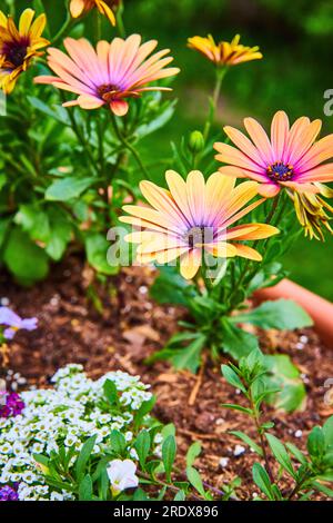 Pot of daisies. Lovely blossom daisy flowers background. White daisies ...